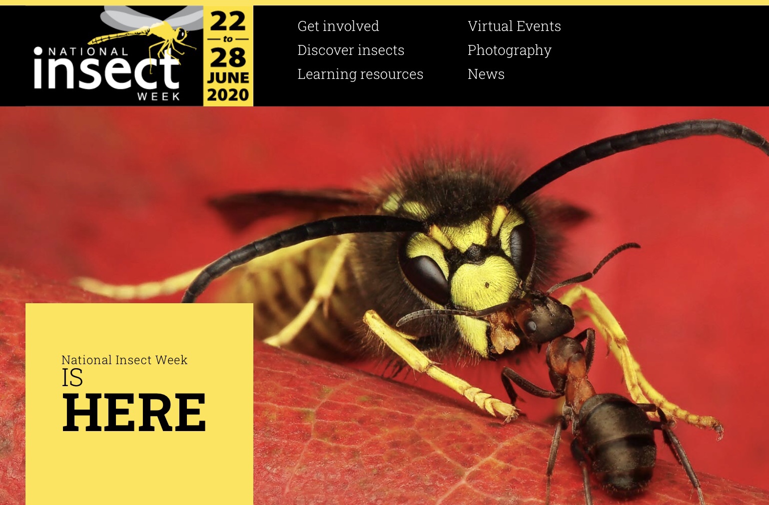 Celebrate national insect week with our insect challenge | SJB Primary ...